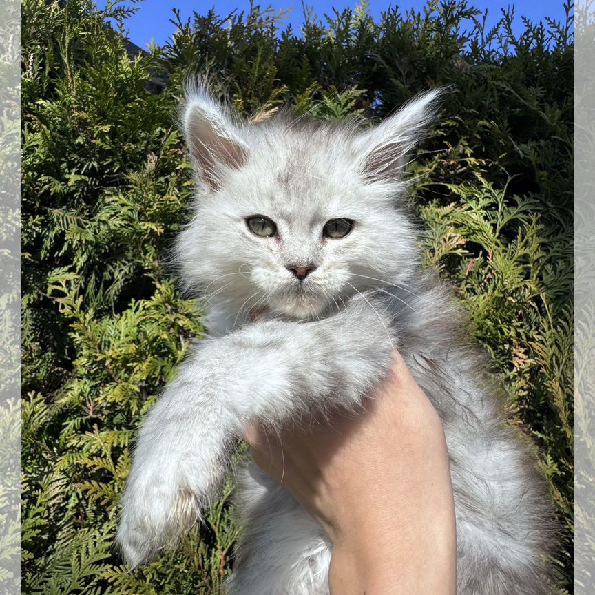 Мейн-кун котёнок
