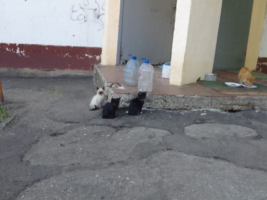 Котята в добрые руки