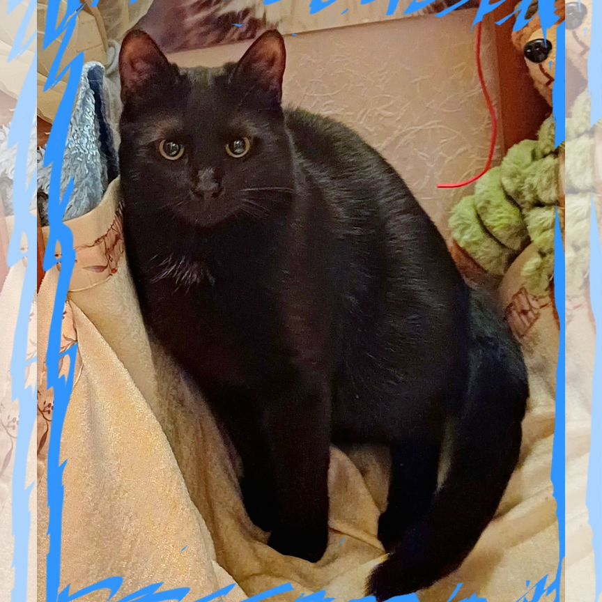 Котёнок в добрые руки