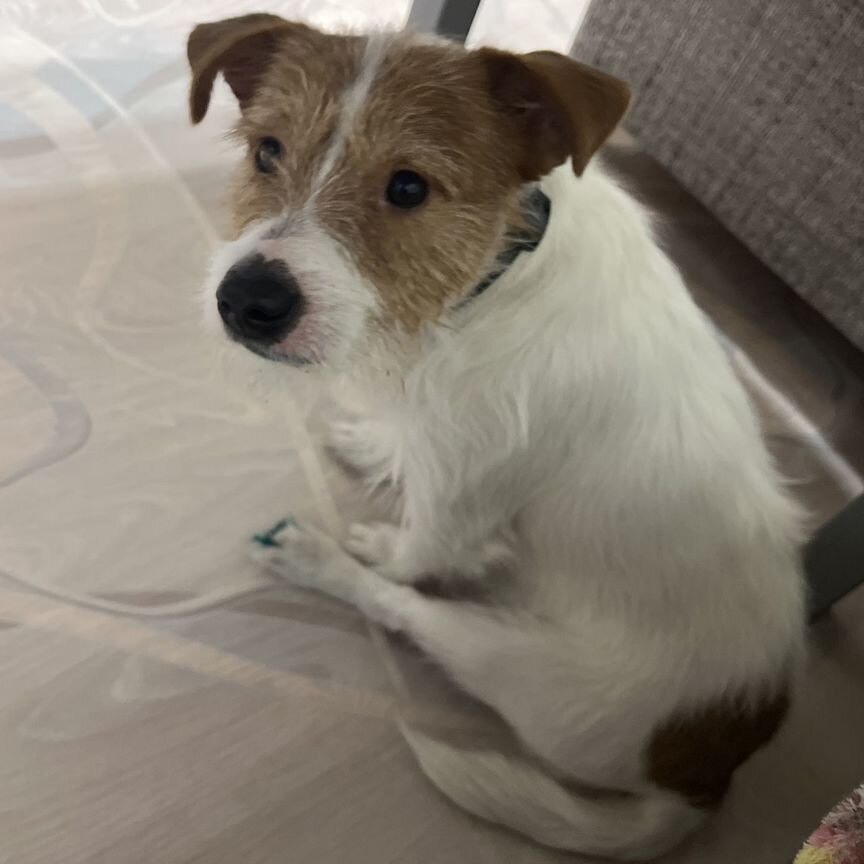 Джек-рассел-терьер, взрослый пёс