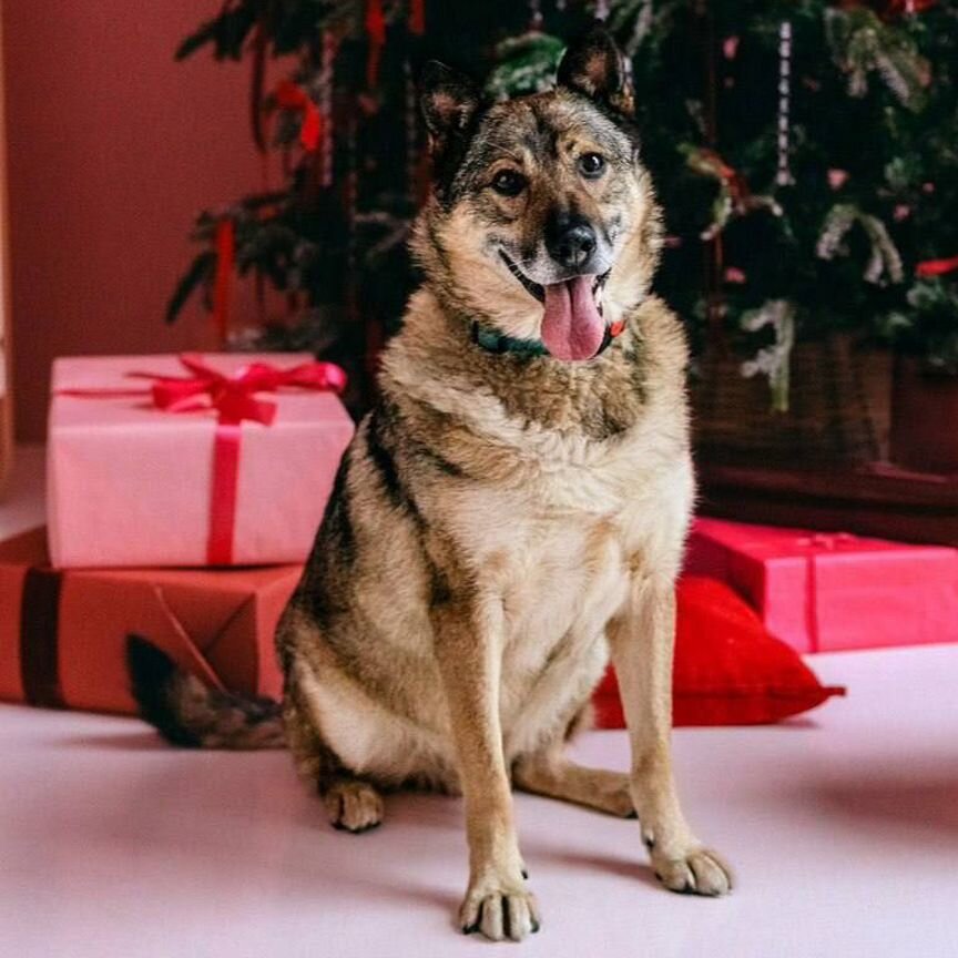 Взрослый пёс в добрые руки