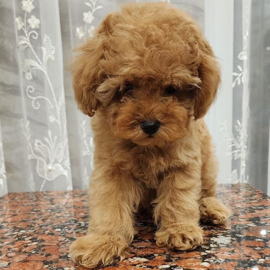 Той-пудель ред браун мальчик