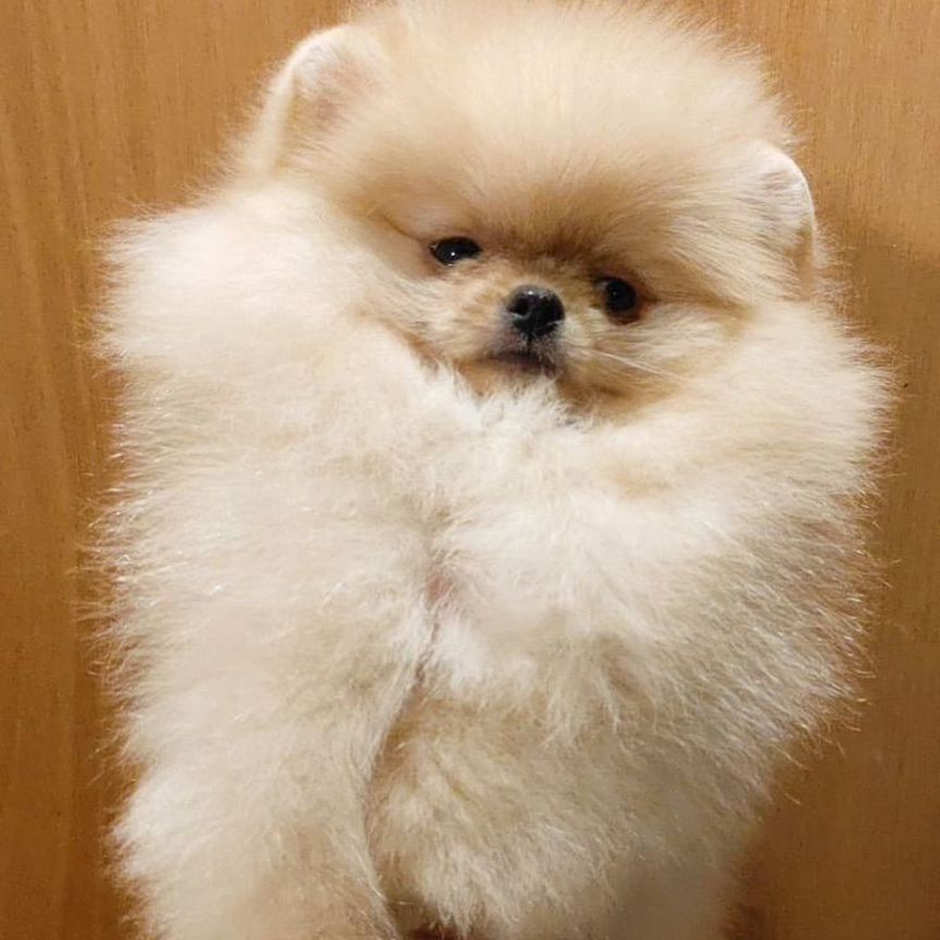 Красивый мини померанец с документами