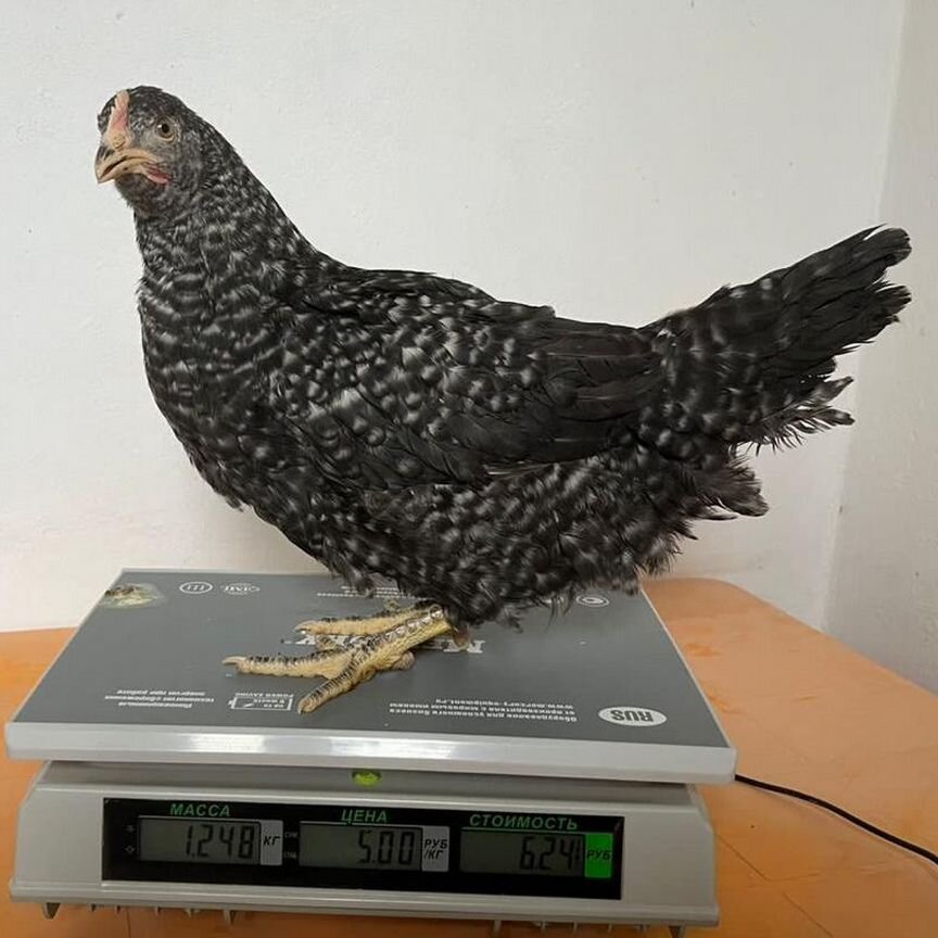 Куры несушки молодки с доставкой от 50шт