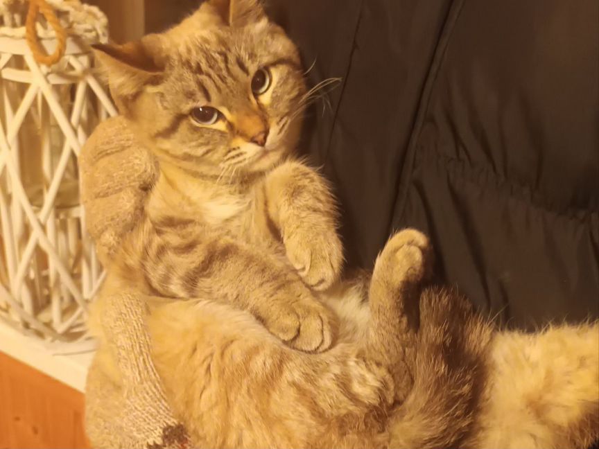 Котенок голубоглазый с бесплатной доставкой