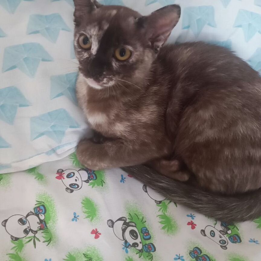 Бурма, девочка