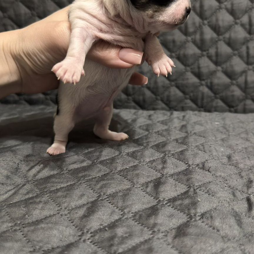 Чихуахуа мини кобби