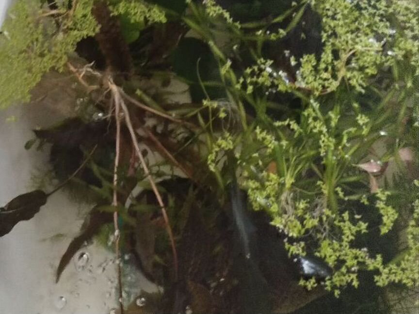 Продам рыбок и растения