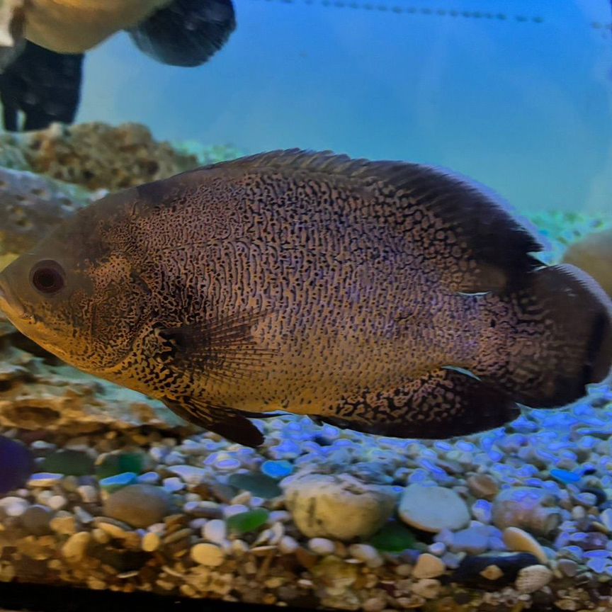 Астронотус