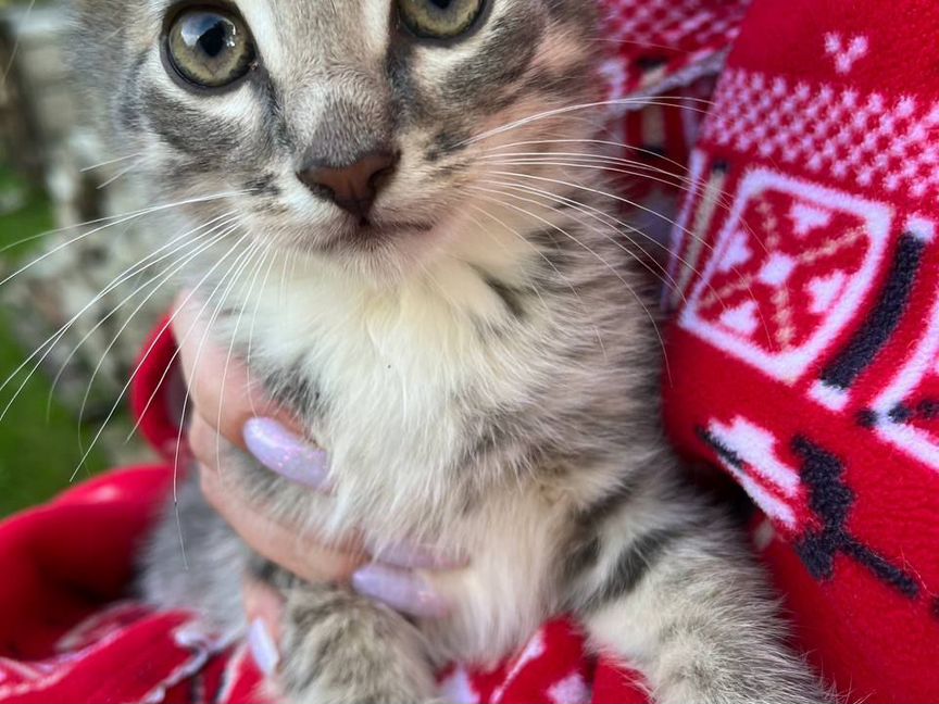 Маленький котенок (кошечка)