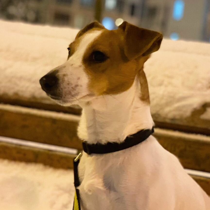 Джек-рассел-терьер, взрослая собака