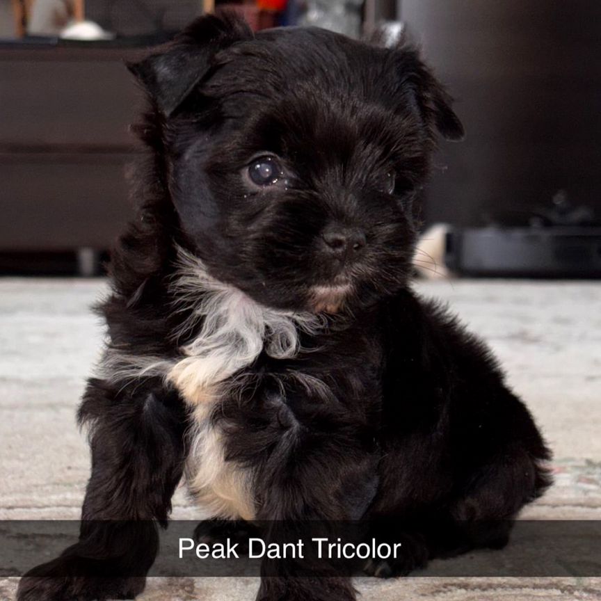 Йоркширский терьер, щенок