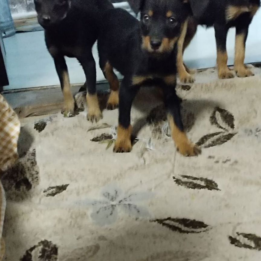 Русский той-терьер, щенок