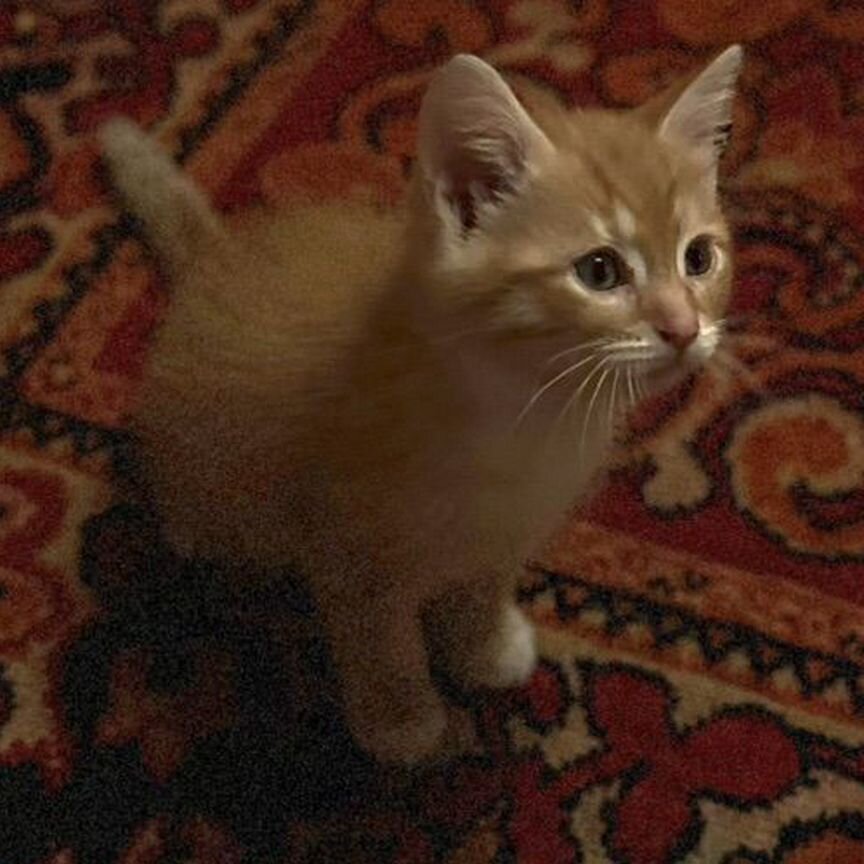 Котёнок в добрые руки