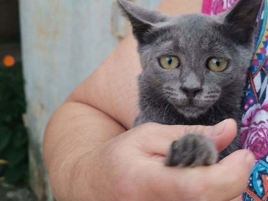 Серый котенок с грустными глазами