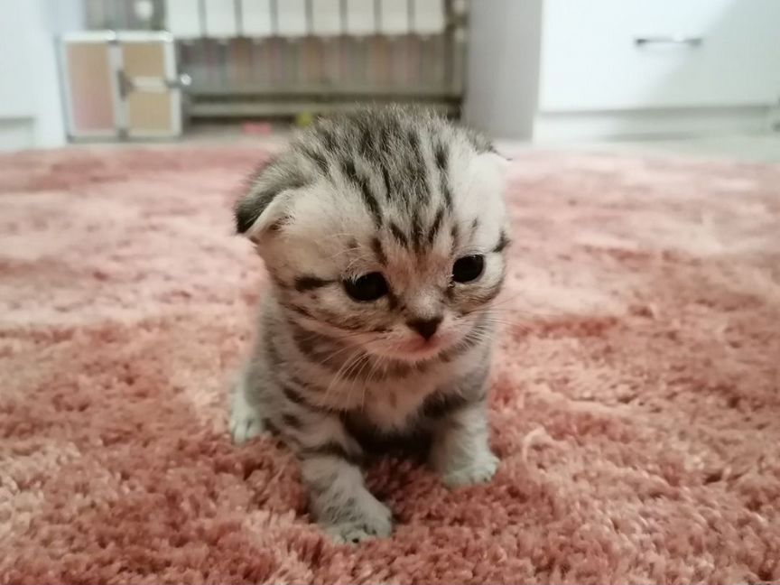 Шотландская