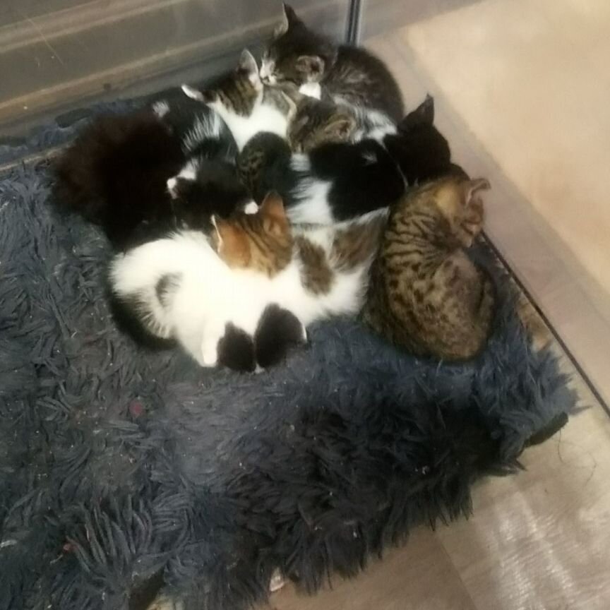 Котята из приюта нуждаются в помощи