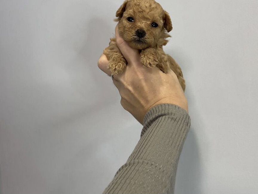 Мальтипу микро Korea baby miu miu top classa x