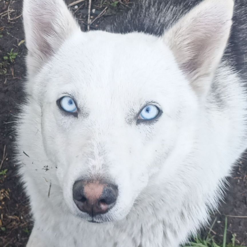 Сибирский хаски, взрослый пёс