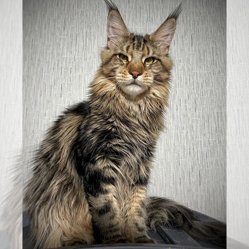 Мейн-кун котёнок