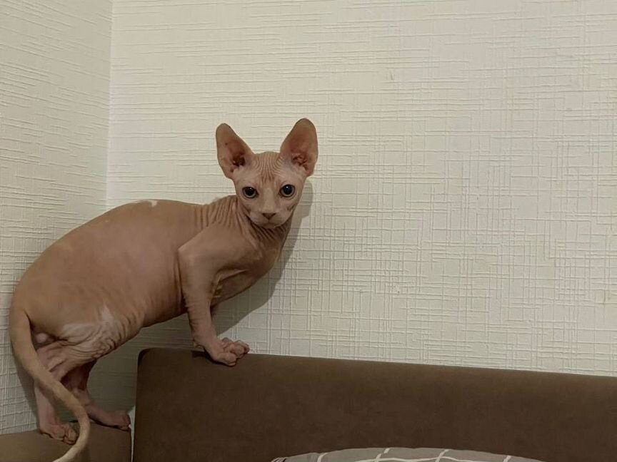 Канадский сфинкс котенок