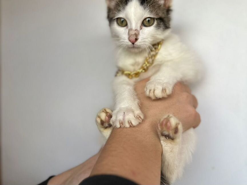 Рори в дар любит помурчать на ручках