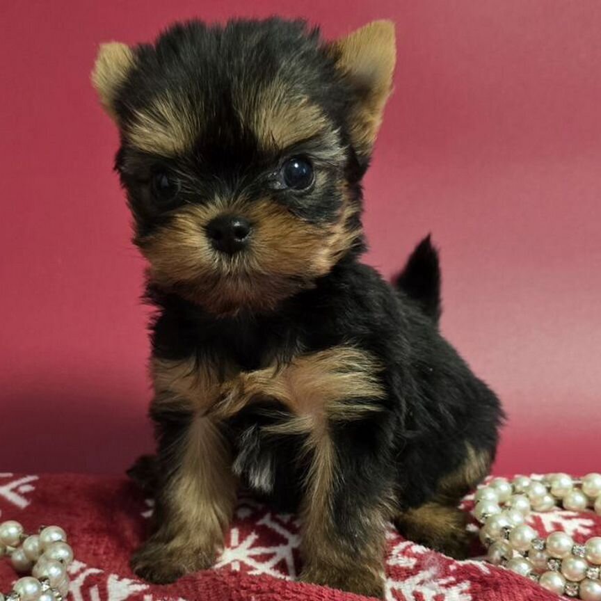 Йоркширский терьер, щенок