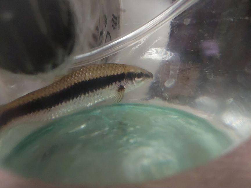 Сиамский водорослеед