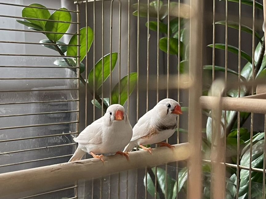 Зебровые амадины