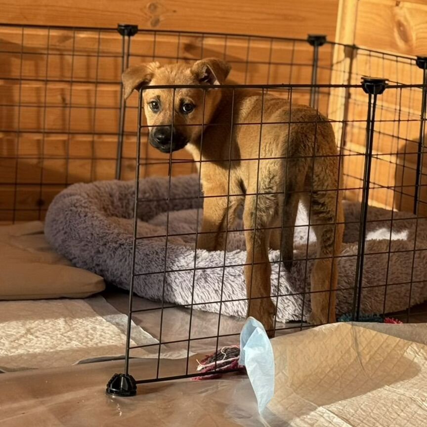 Щенок в добрые руки