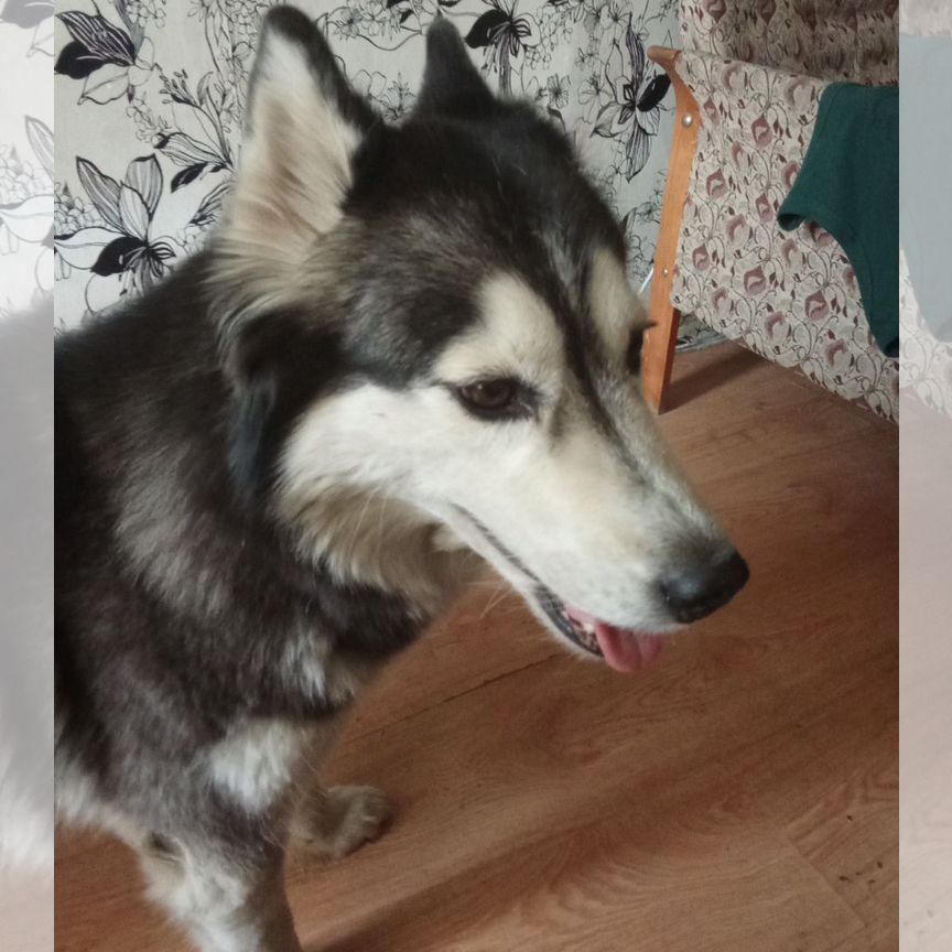 Сибирский хаски, взрослая собака