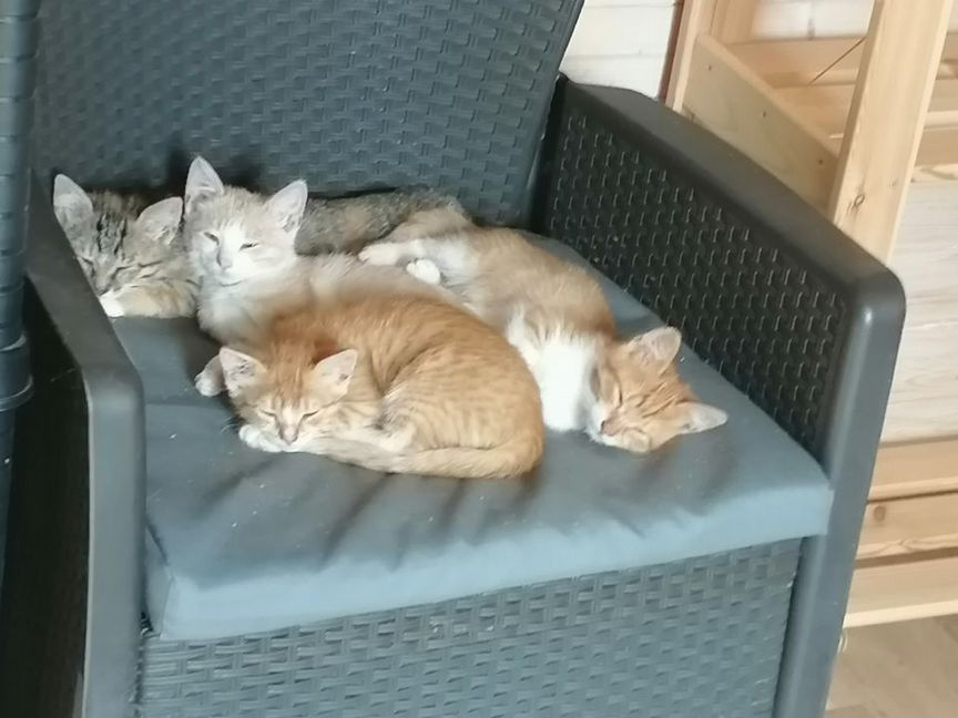 Котята в добрые руки