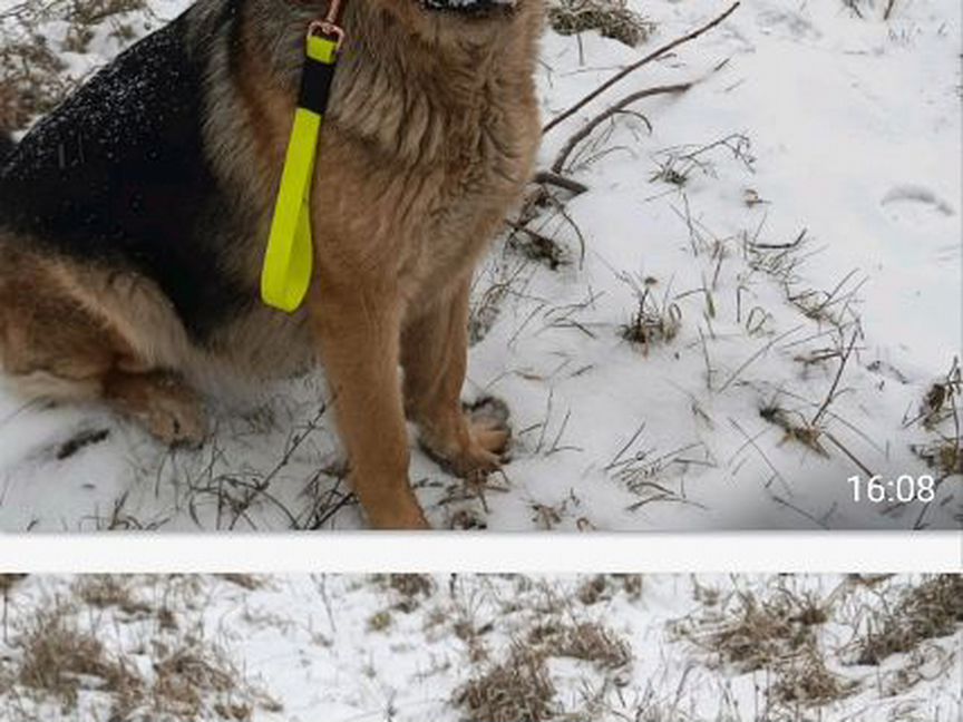 Собаки щенки немецкая овчарка