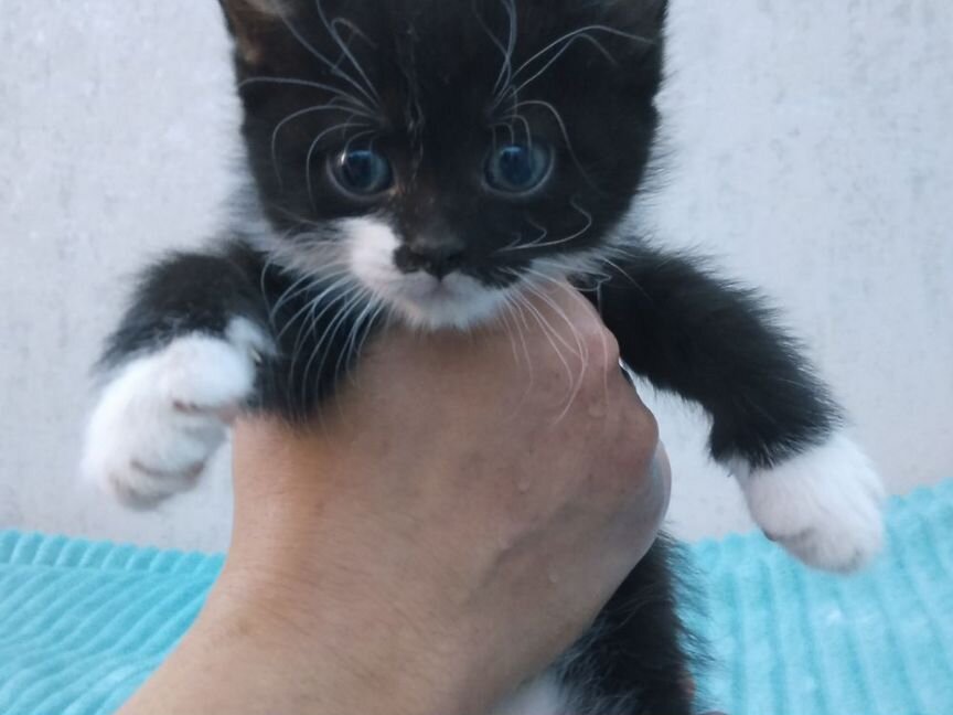Кошка девочка 1 месяц