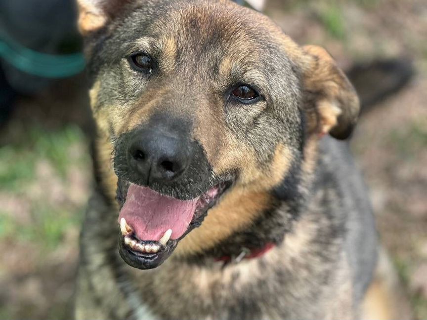 Рикки плохо в приюте