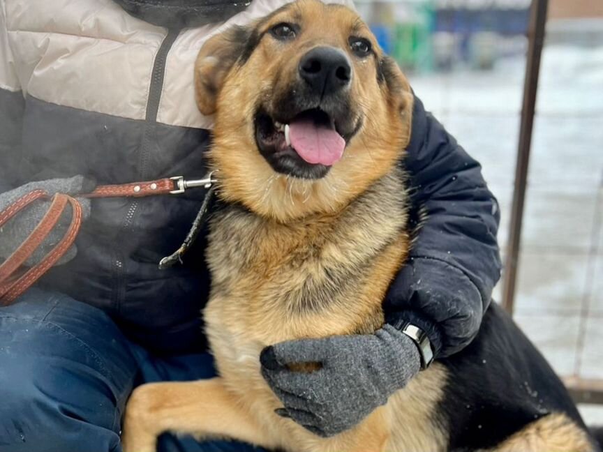 Песик Рэм ищет дом