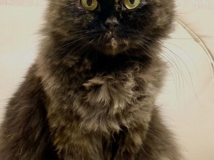 Шотландская вислоухая кошка