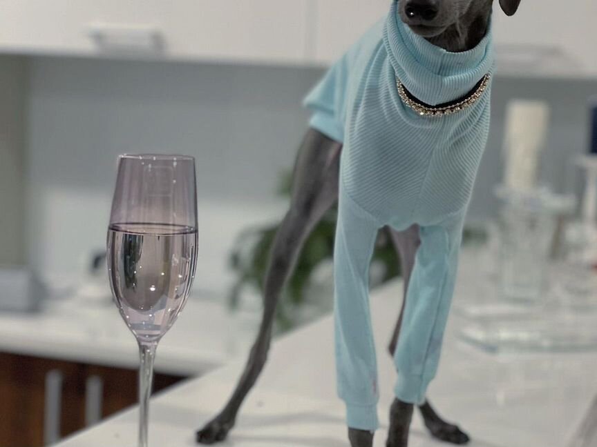 Одежда для левретки