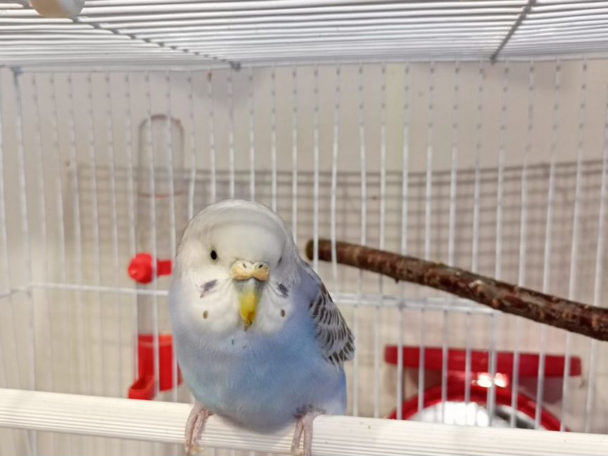 Попугай с клеткой