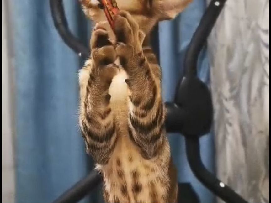 Ориентальный длиннохвостый бурундук