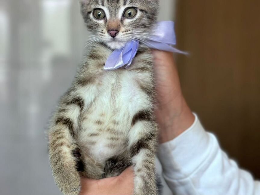 Котенок в добрые руки