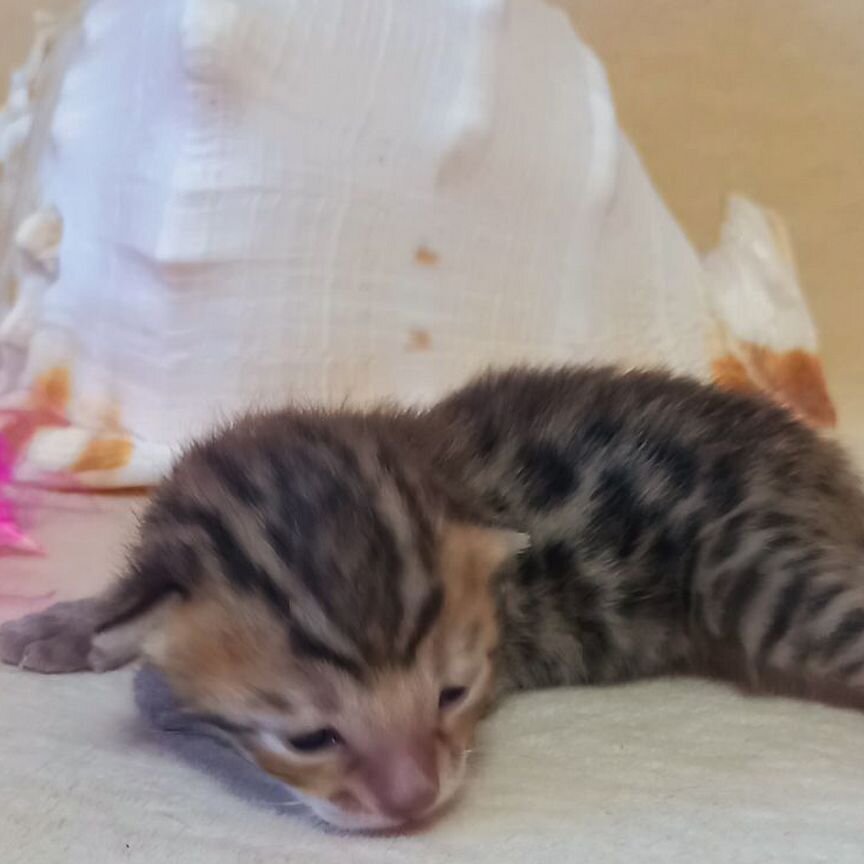 Котята