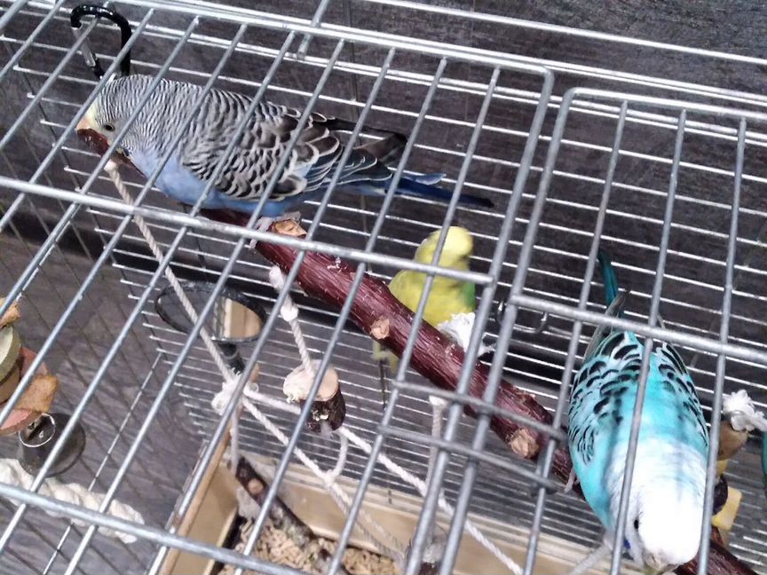 Волнистые попугаи 3 шт