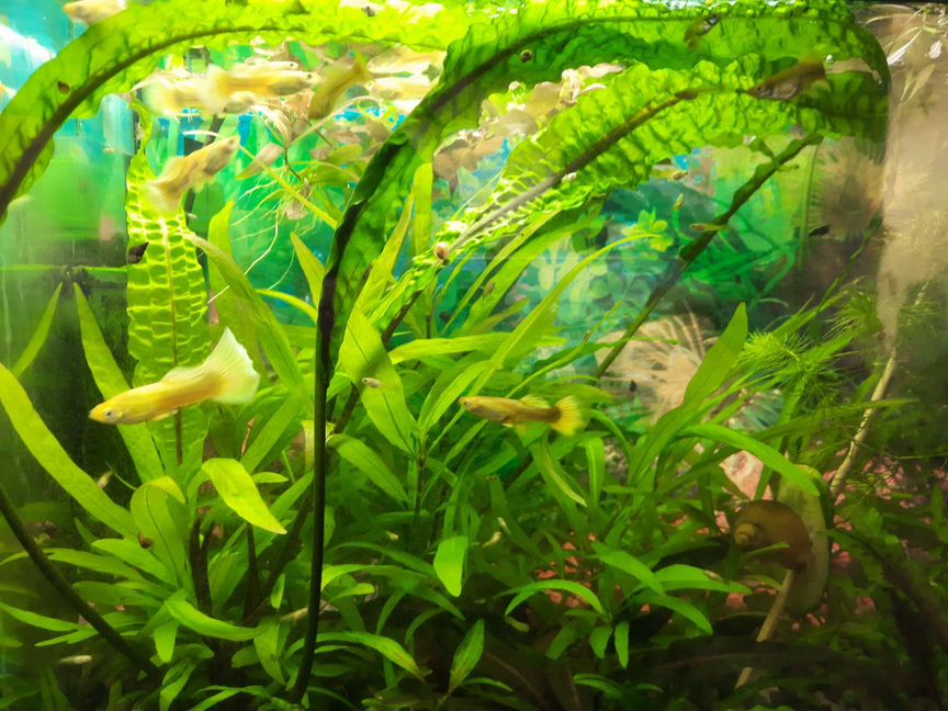 Рыбки гуппи желтые