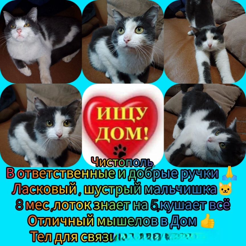 Котик в добрые руки