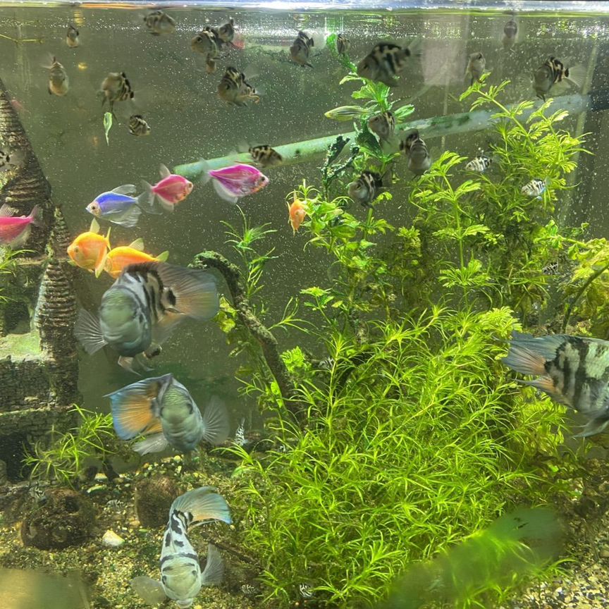 Аквариумные рыбки (попугайчики )