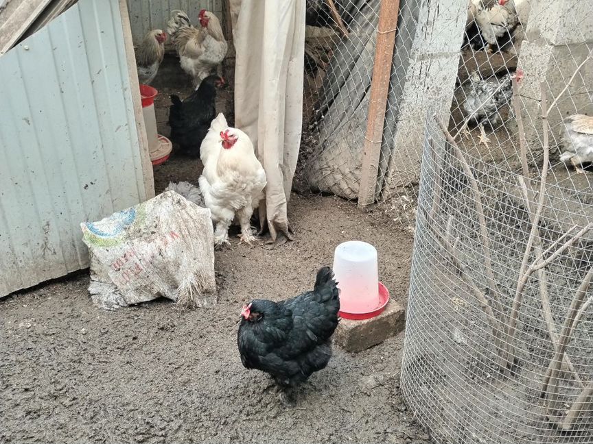 Куры и петухи брама