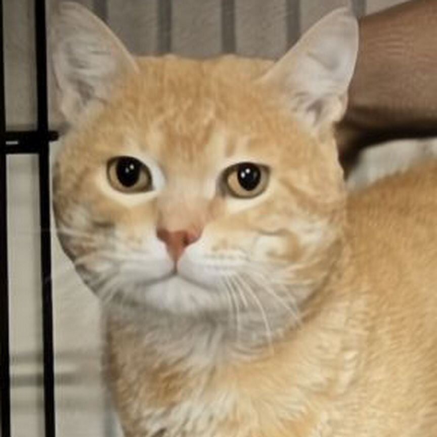 Взрослый кот в добрые руки