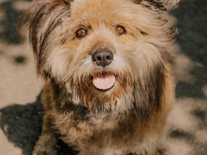 Маленькая собачка в добрые руки