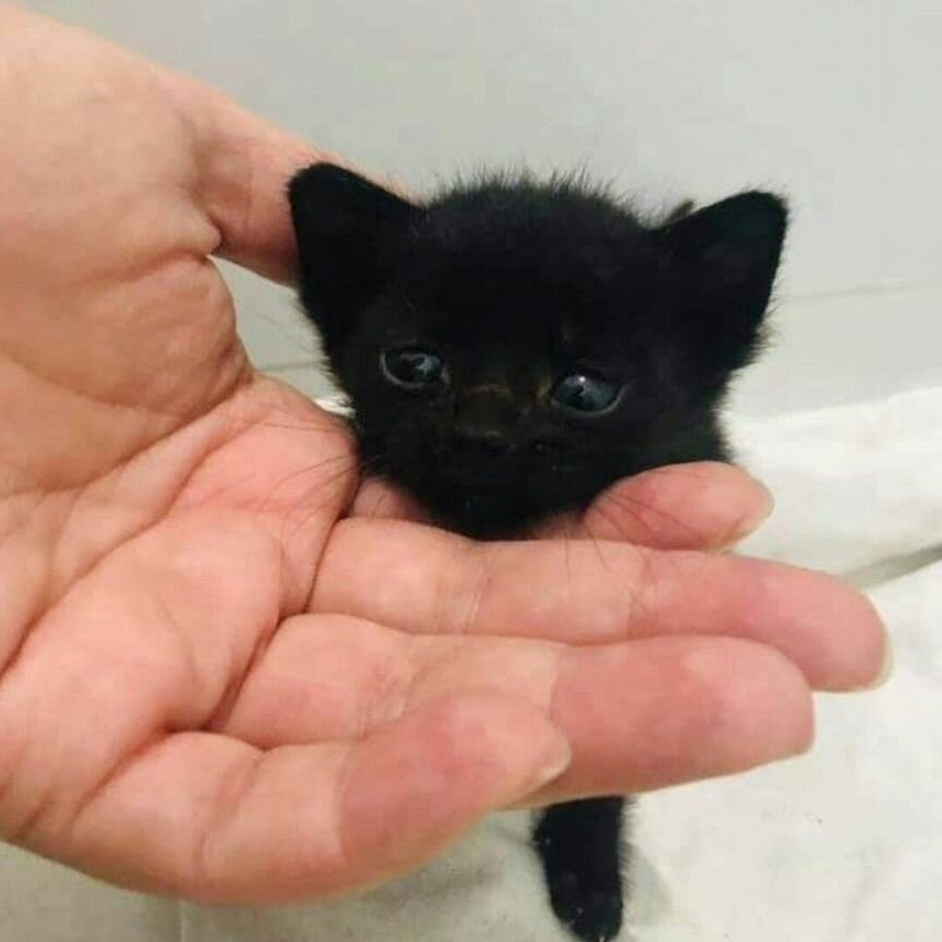 Котенок ищет дом или передержку